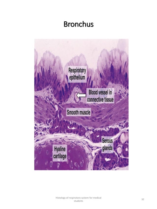 histology of respiratory system upper lower | PDF | Lung and ...