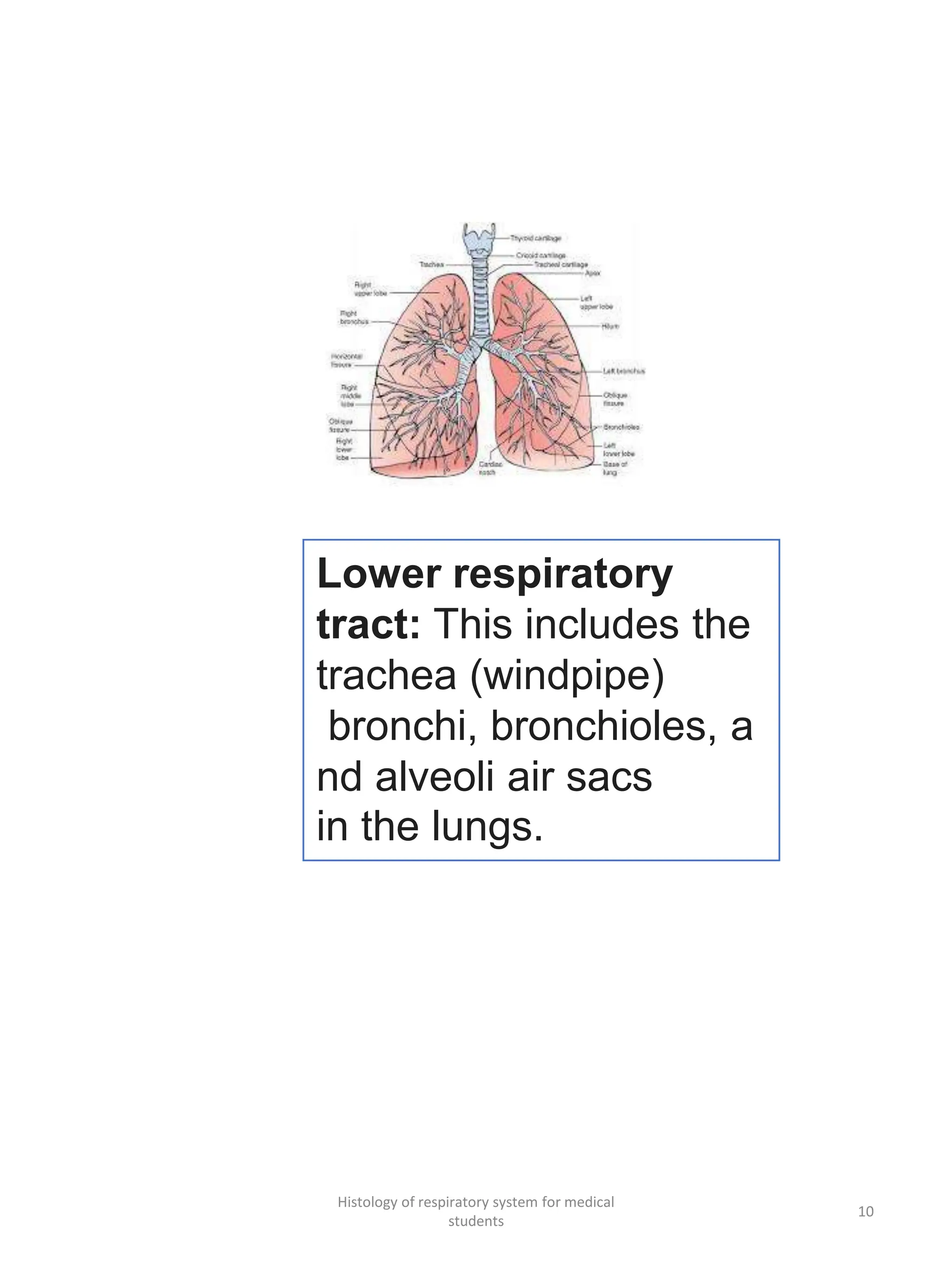 histology of respiratory system upper and lower | PPTX