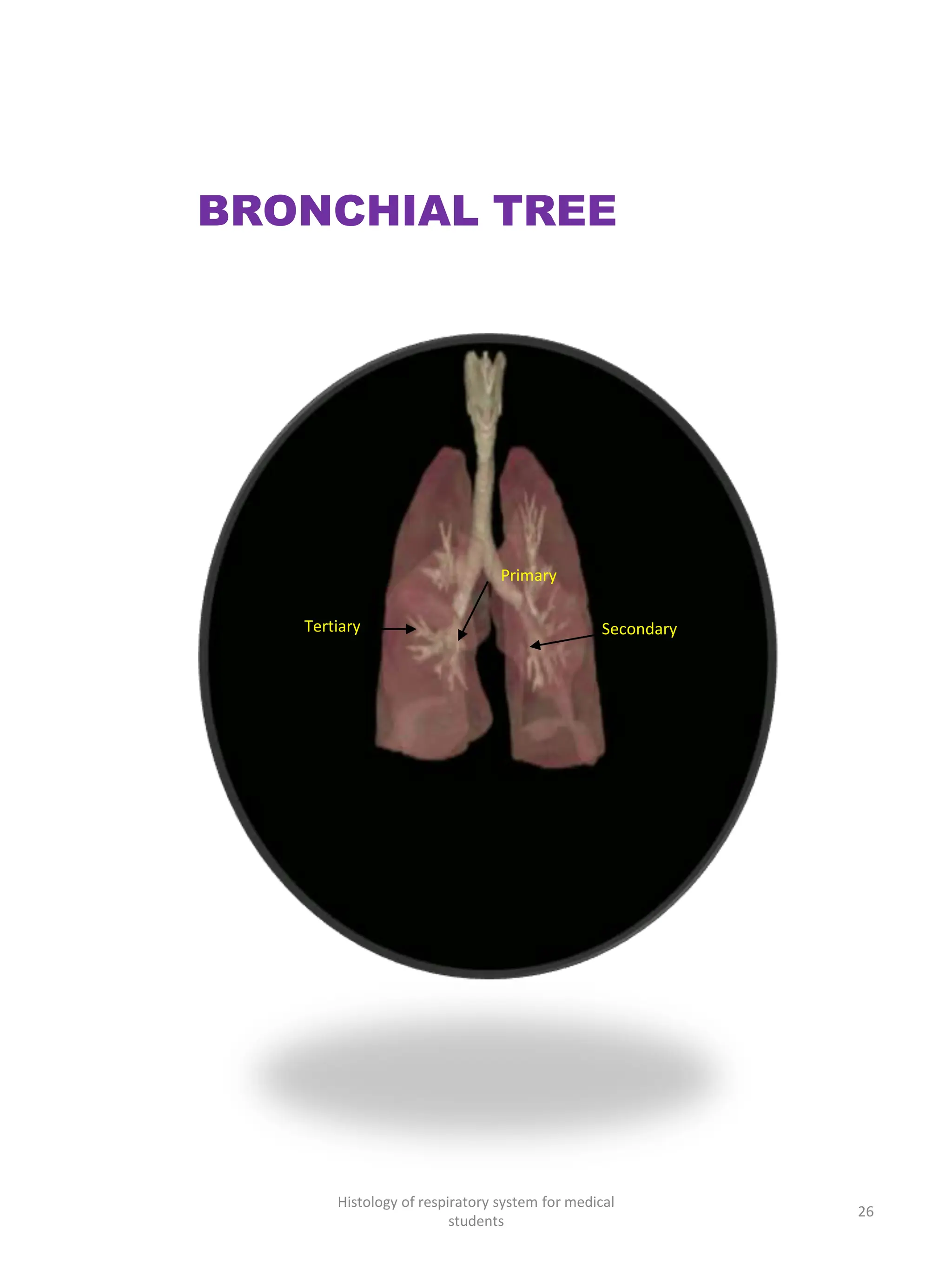 histology of respiratory system upper and lower | PPTX