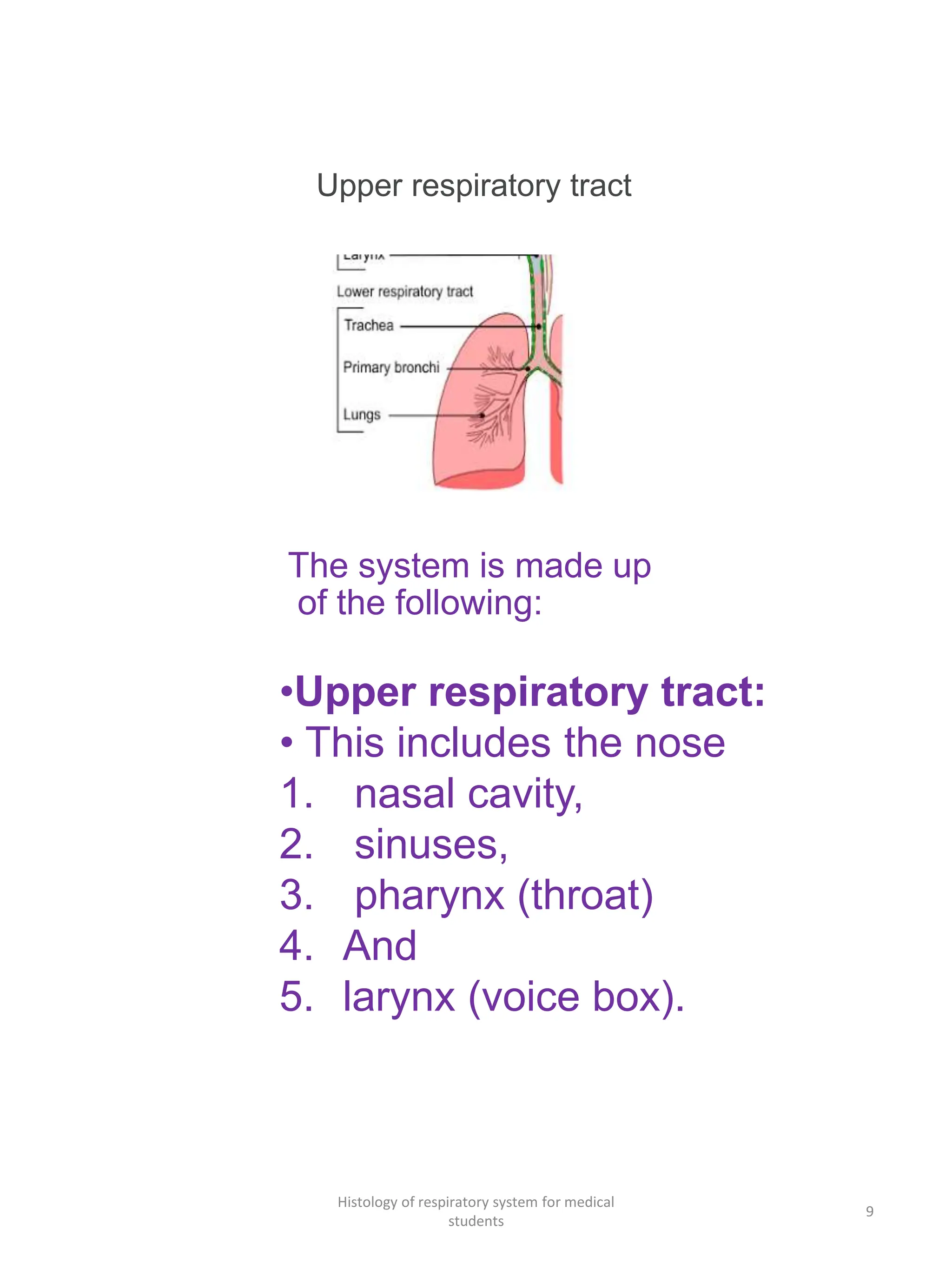 histology of respiratory system upper and lower | PPTX