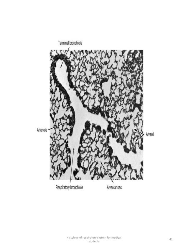 histology of respiratory system upper and lower | PDF