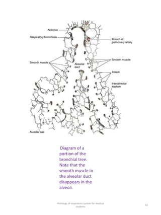 histology of respiratory system upper and lower | PPTX