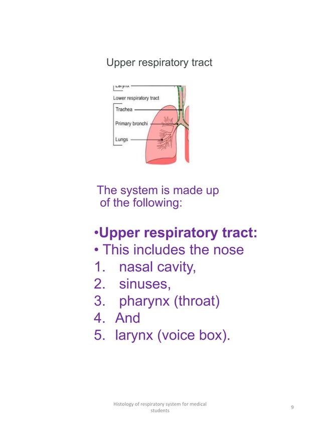 histology of respiratory system upper and lower | PDF