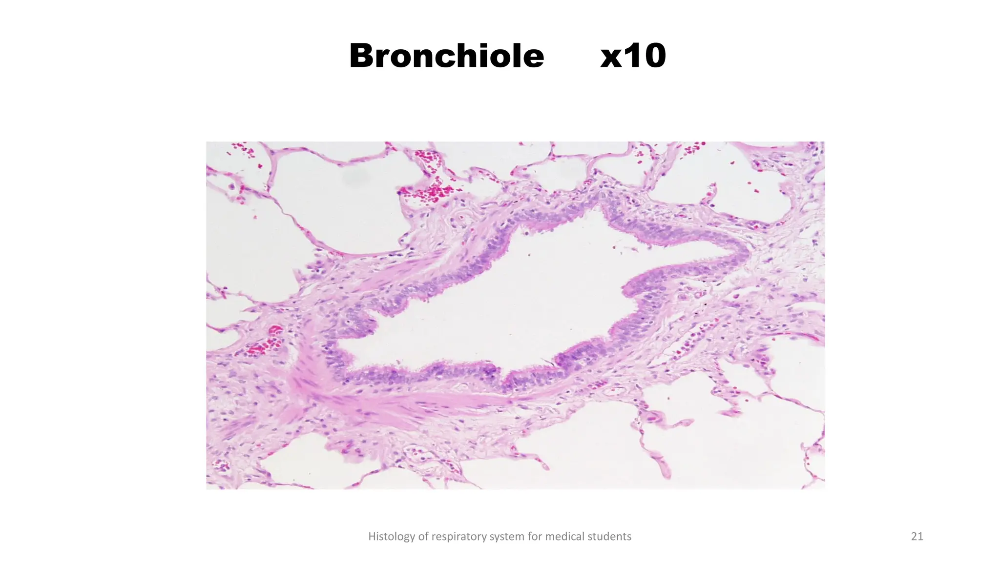 histology of respiratory system upper and lower | PDF