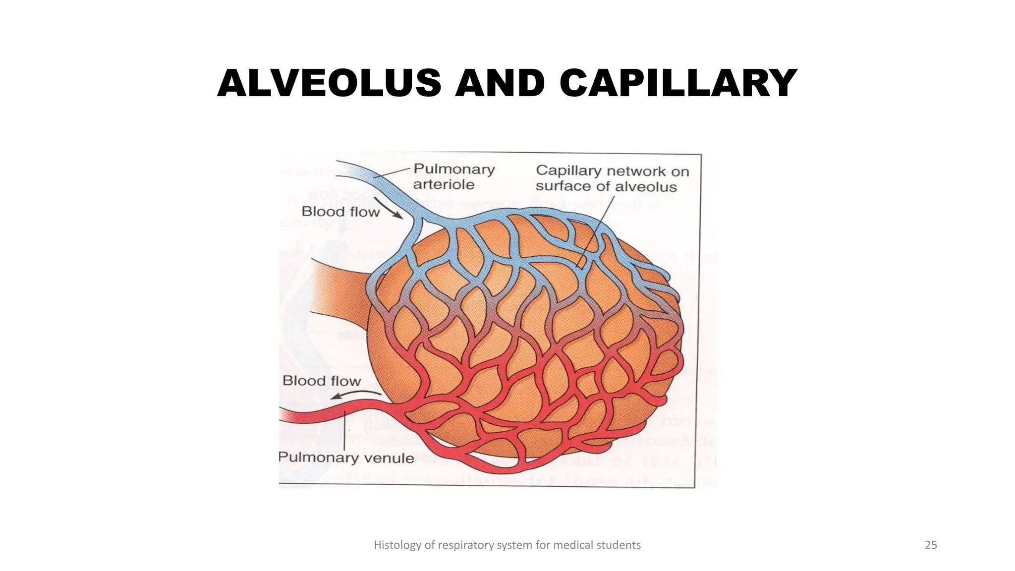 histology of respiratory system upper and lower | PDF