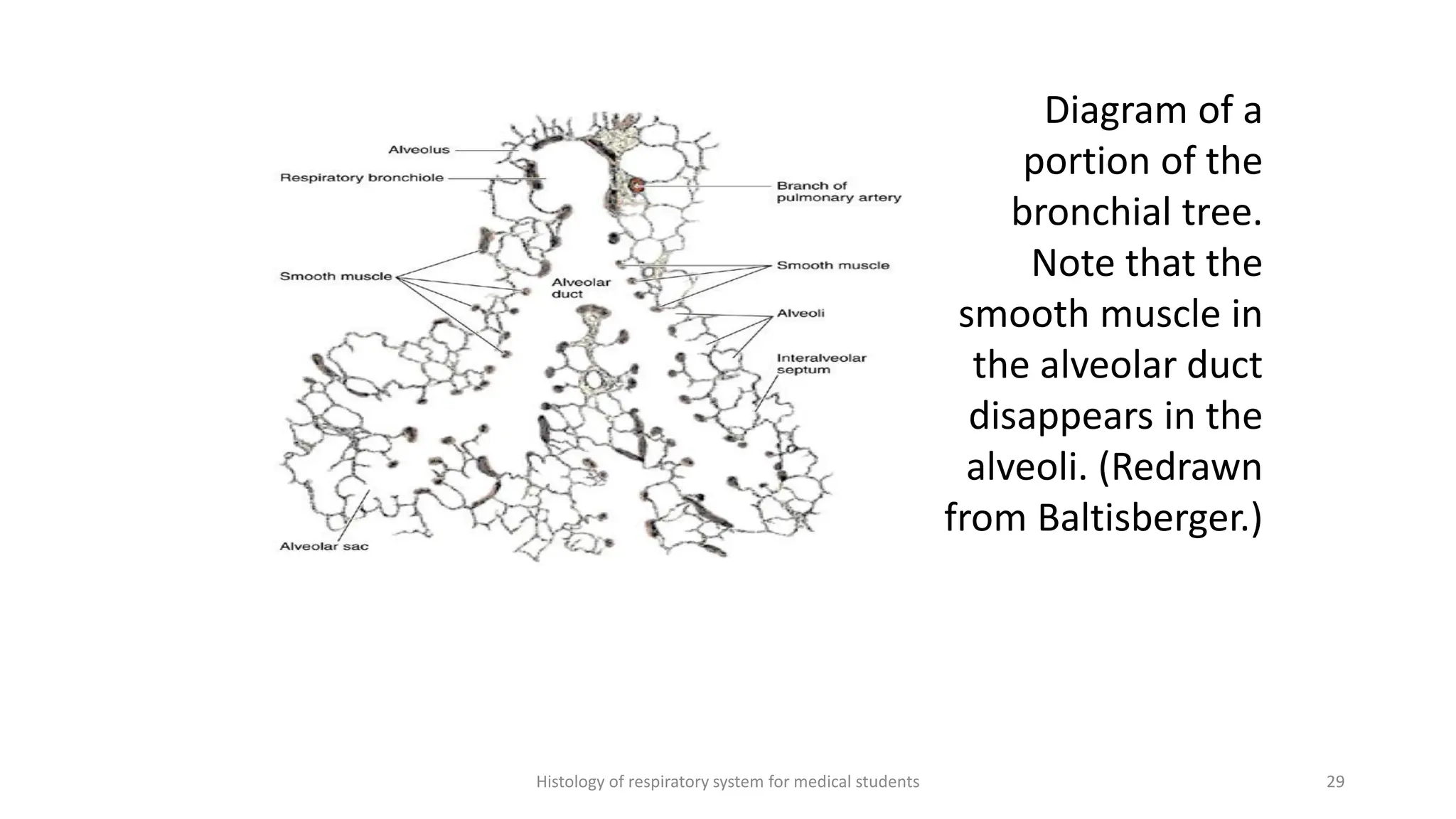 histology of respiratory system upper and lower | PDF