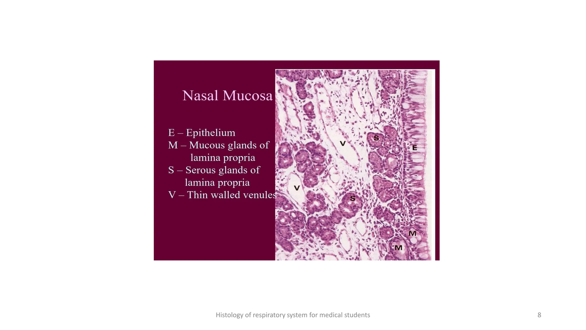 histology of respiratory system upper and lower | PDF