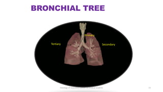 histology of respiratory system upper and lower | PPT