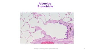 histology of respiratory system upper and lower | PPT