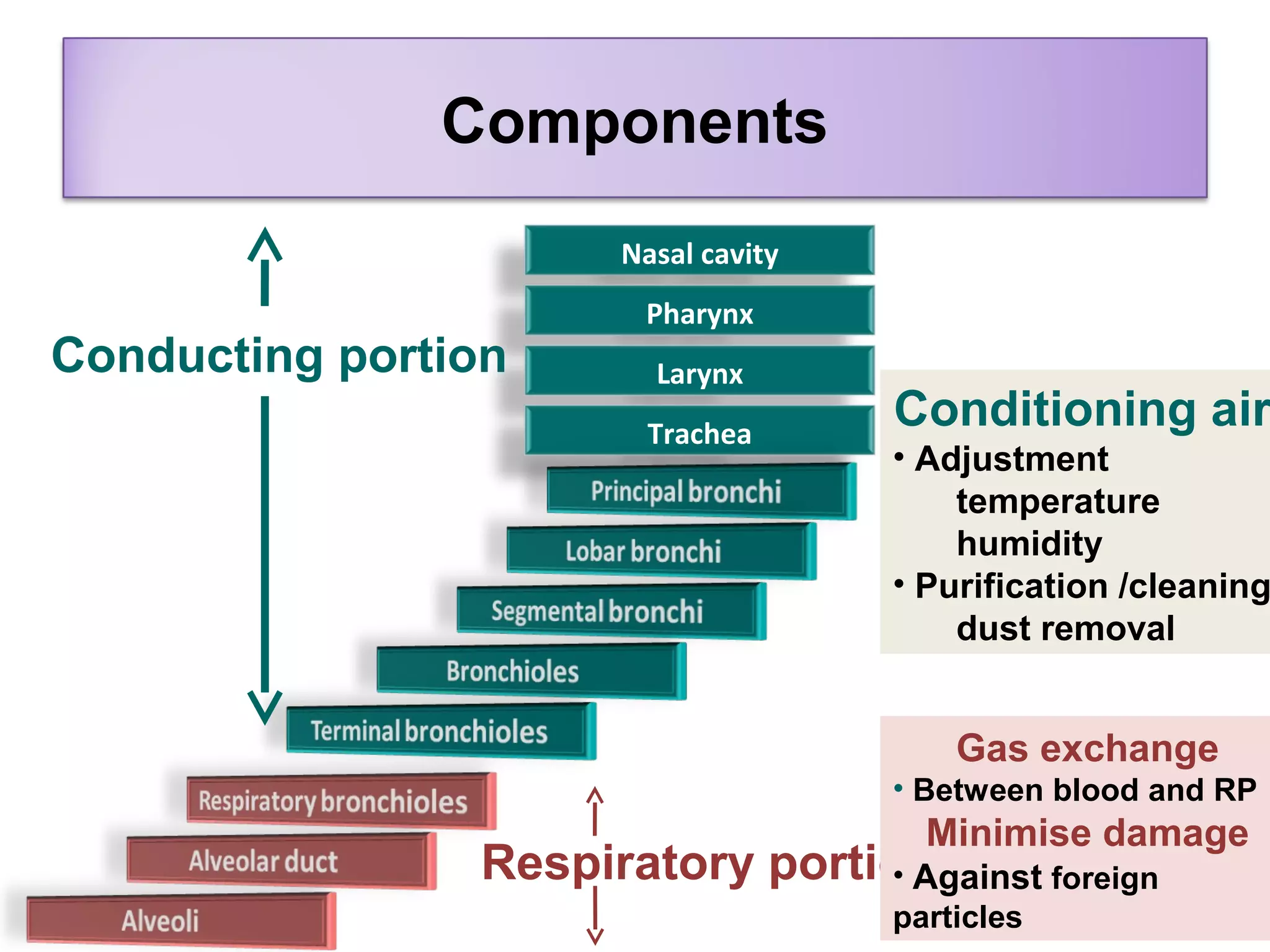 Histology of respiratory system | PPS