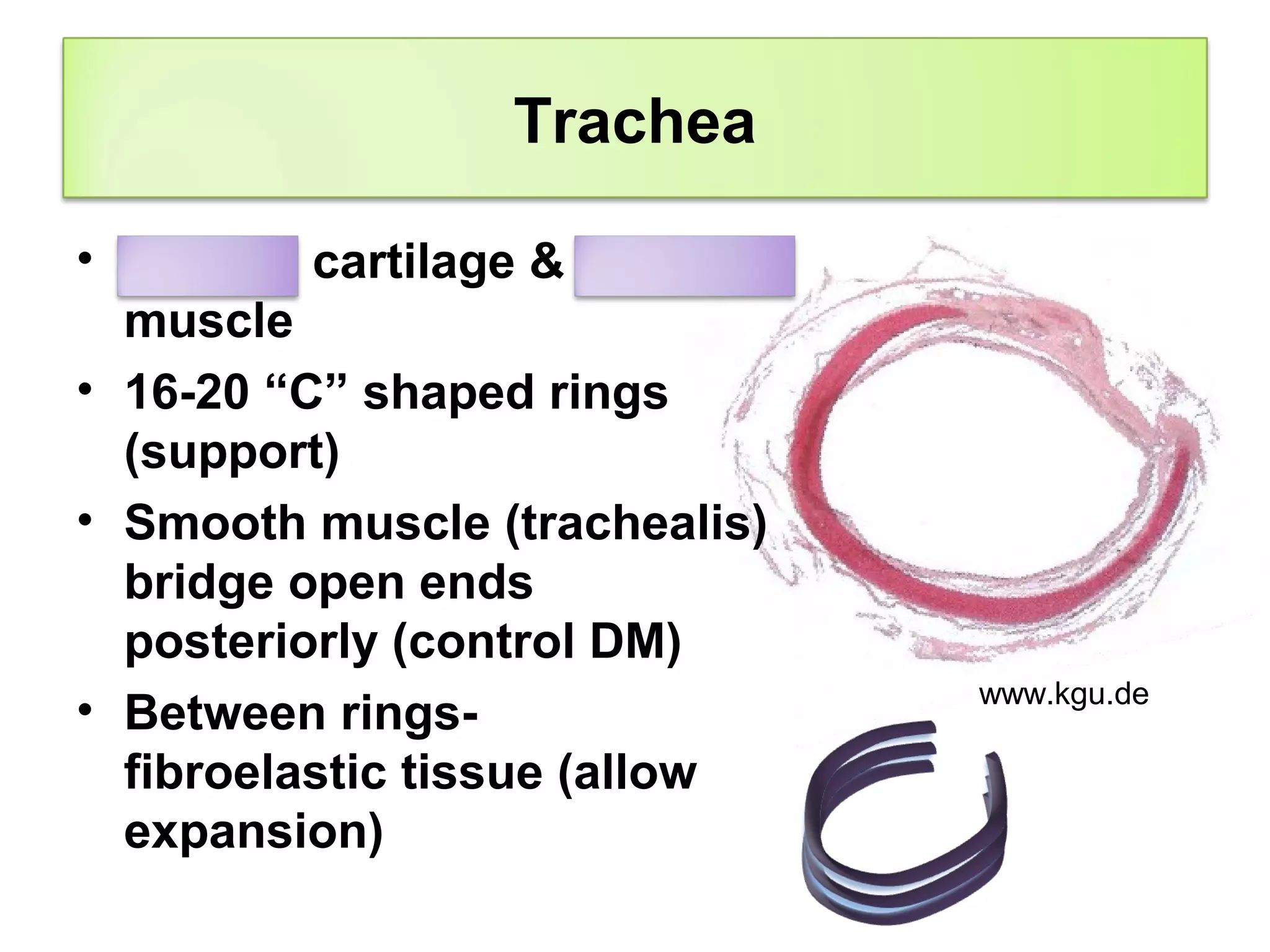Histology of respiratory system | PPS