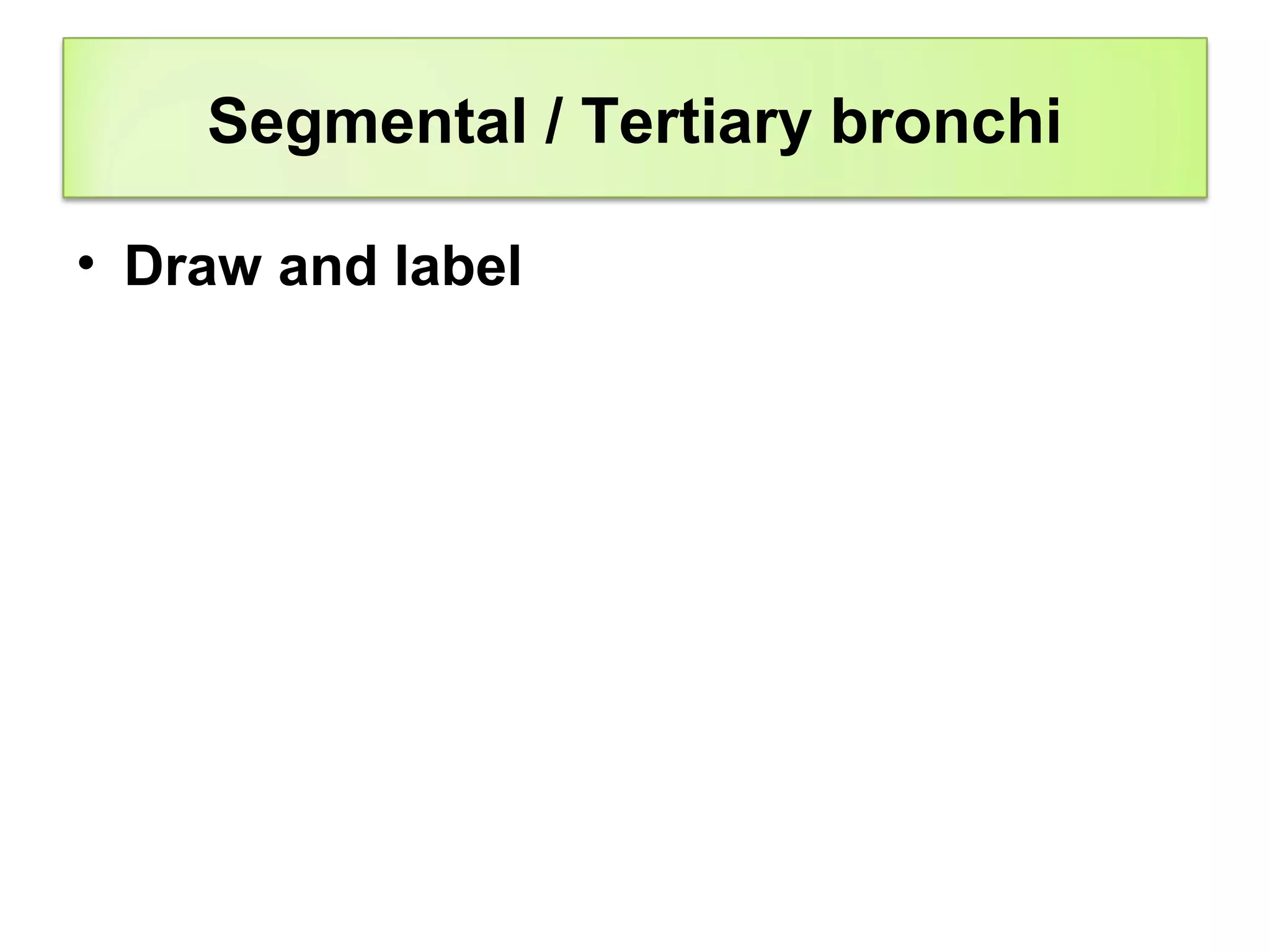 Histology of respiratory system | PPS