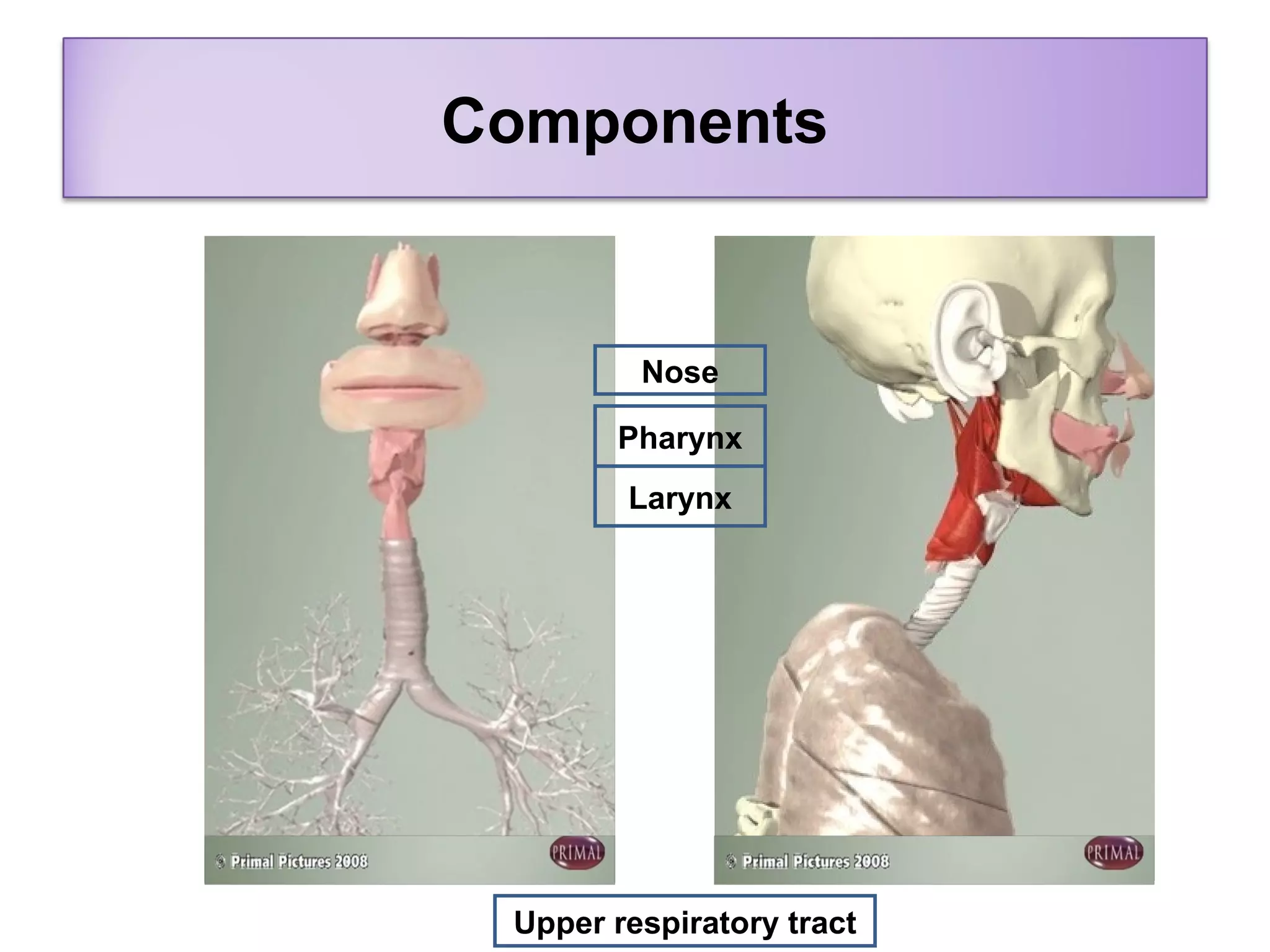 Histology of respiratory system | PPS