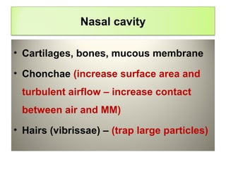 Histology of respiratory system | PPS