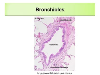 Histology of respiratory system | PPS