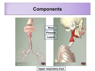 Histology of respiratory system | PPS