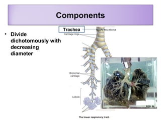 Histology of respiratory system | PPS