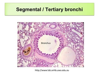Tertiary Bronchi Histology
