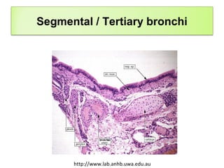 Tertiary Bronchi Histology