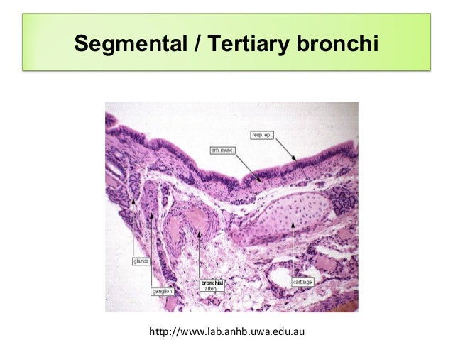 Tertiary Bronchi Histology Respiratory Histology