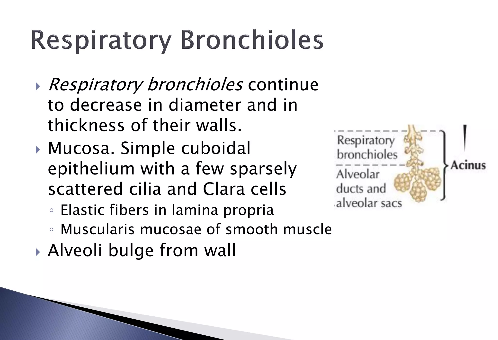 Histology of respiratory system | PDF