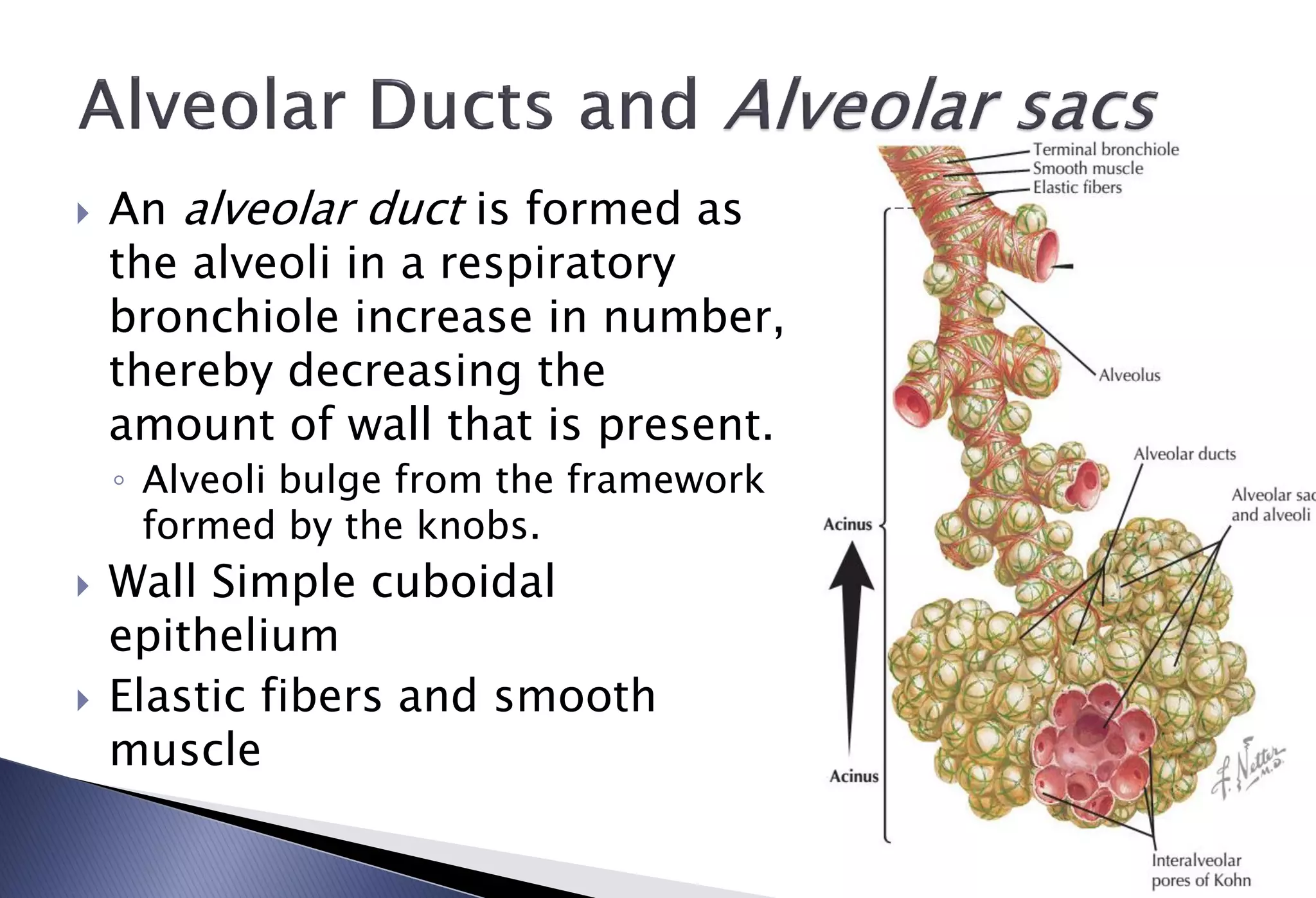 Histology of respiratory system | PDF