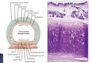 Respiratory System Connective Tissue