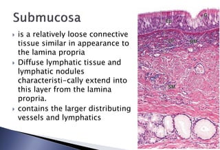 Respiratory System Connective Tissue