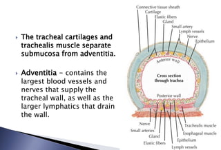 Trachealis Muscle Histology