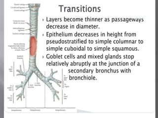 Histology of respiratory system.layers of epithelial tissue | PPTX