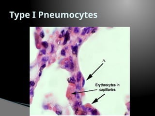 HISTOLOGY OF RESPIRATORY SYSTEM - Copy-1.pptx