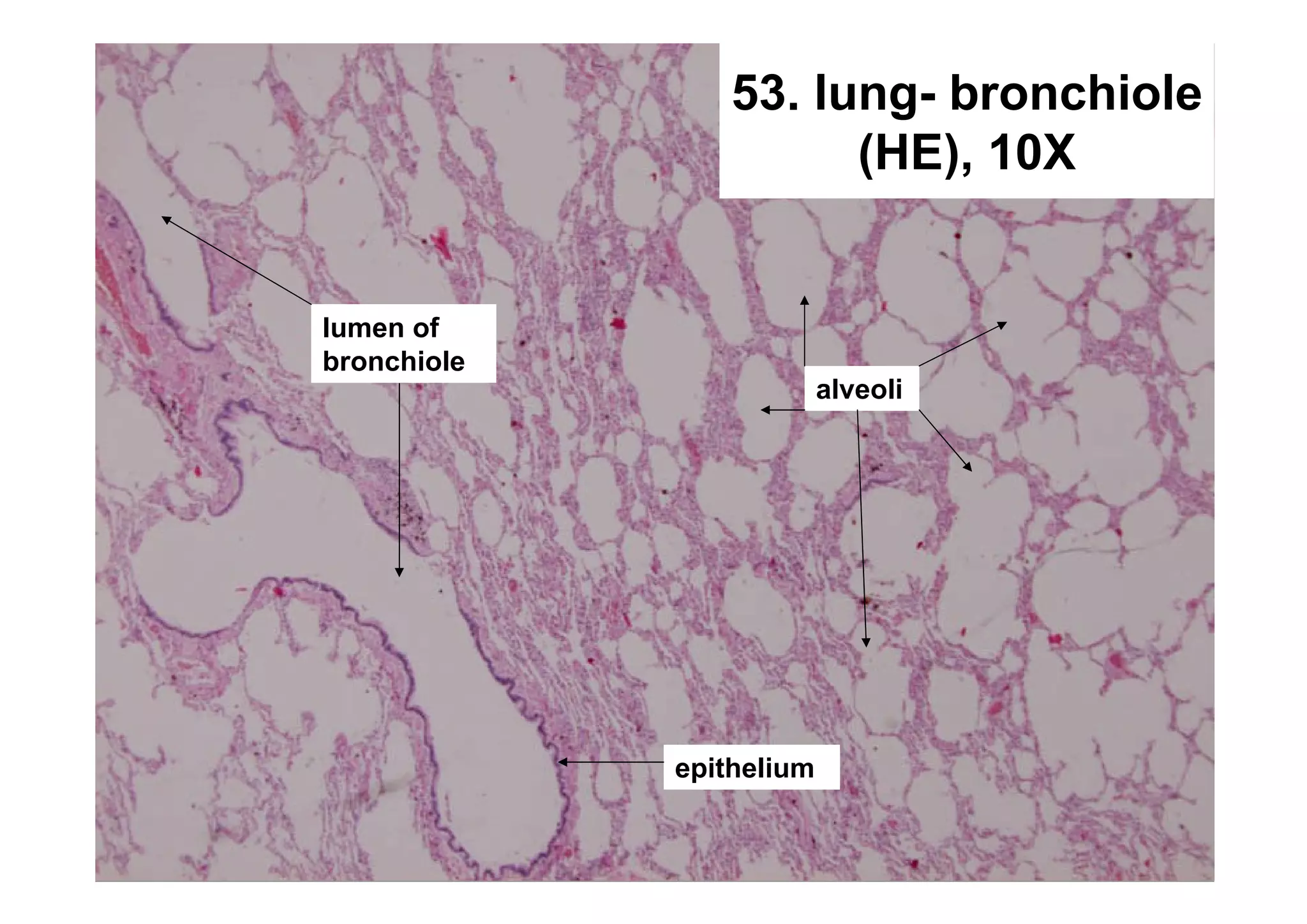 Histology of respiratory system larynx trache and lung | PDF