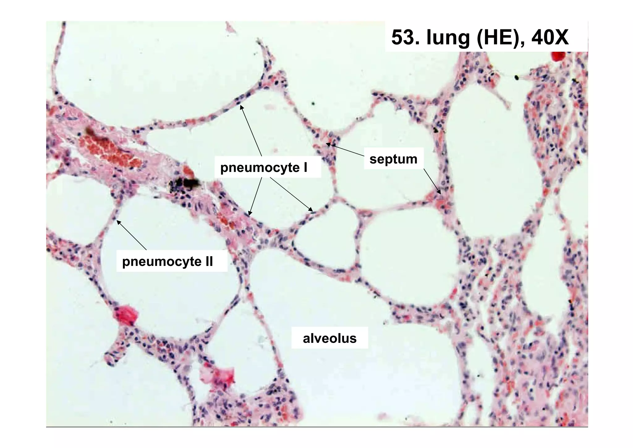 Histology of respiratory system larynx trache and lung | PDF