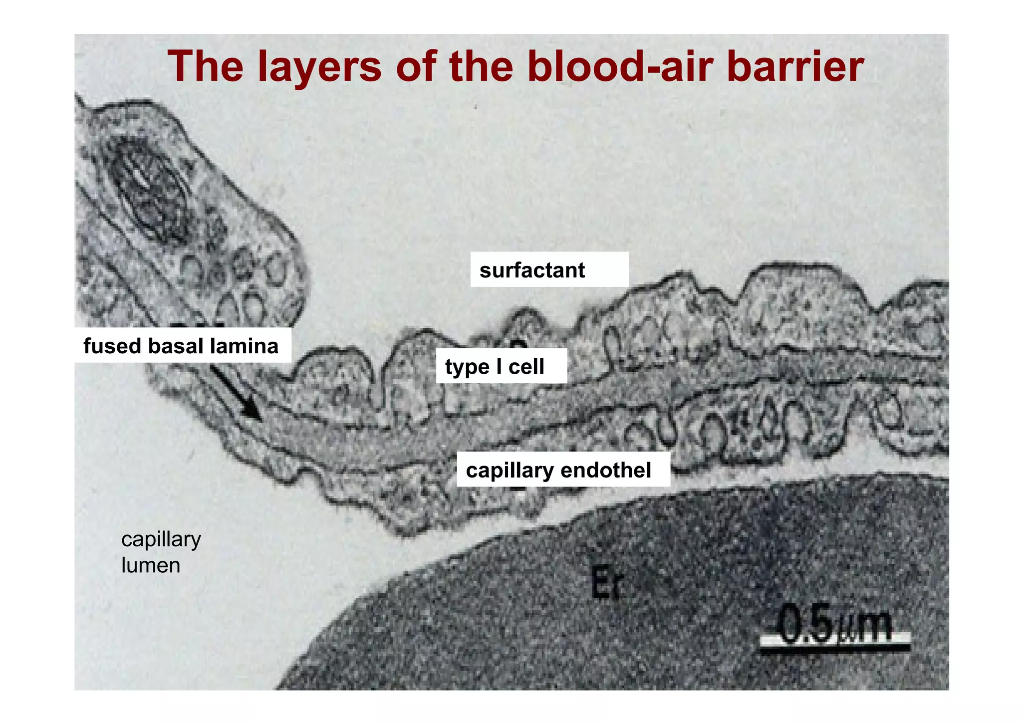 Histology of respiratory system larynx trache and lung | PDF