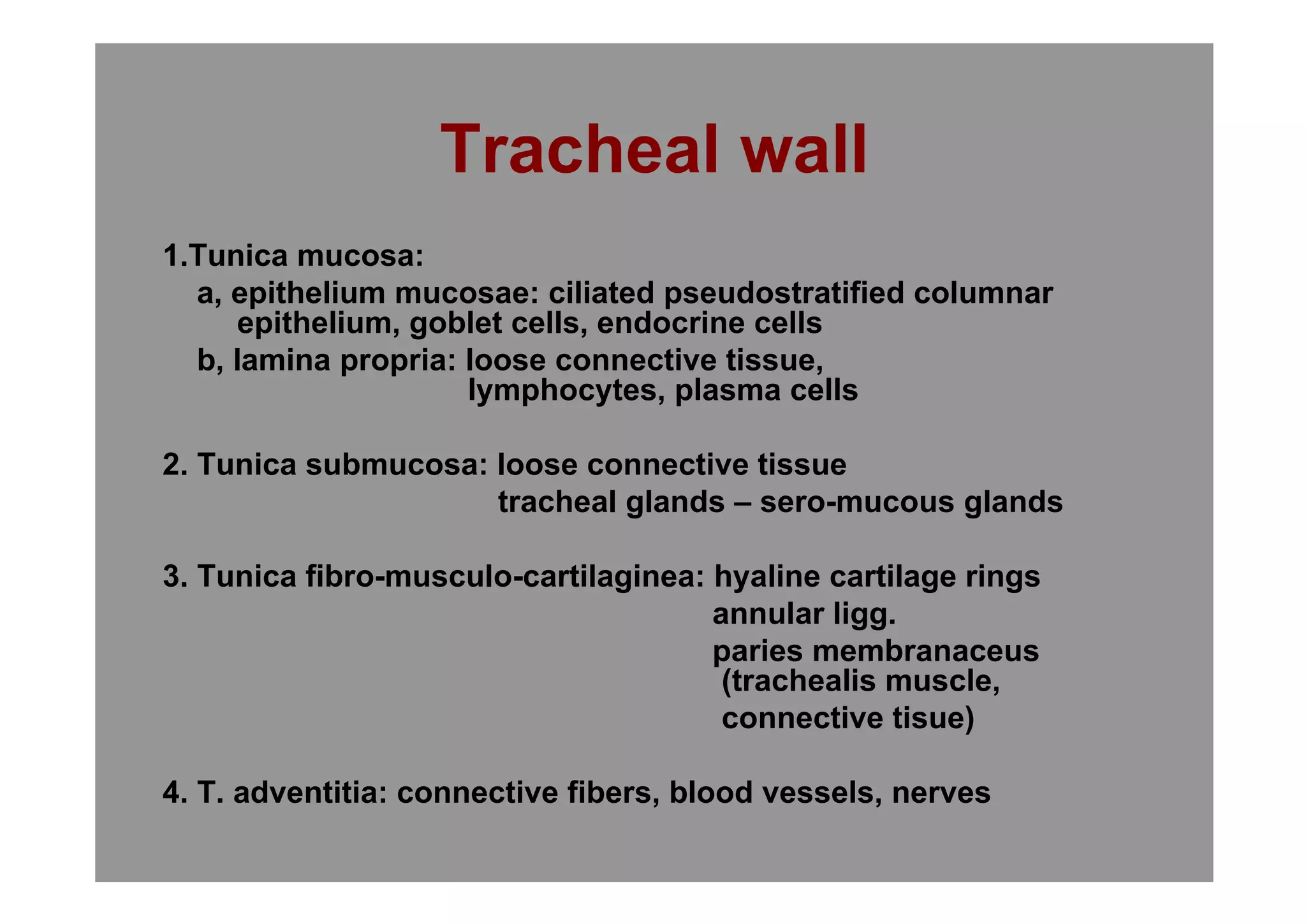 Histology of respiratory system larynx trache and lung | PDF