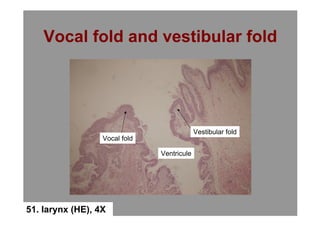 Histology of respiratory system larynx trache and lung | PDF