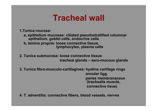 Histology of respiratory system larynx trache and lung | PDF