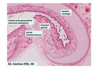 Larynx Histology