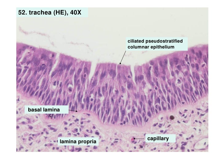 Histology of respiratory system larynx trache and lung