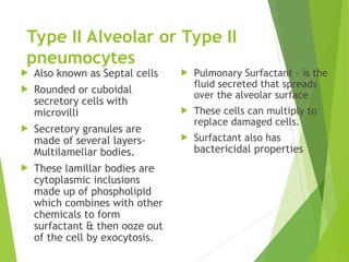 HISTOLOGY OF RESPIRATORY SYSTEM NOV 2025 (1).ppt