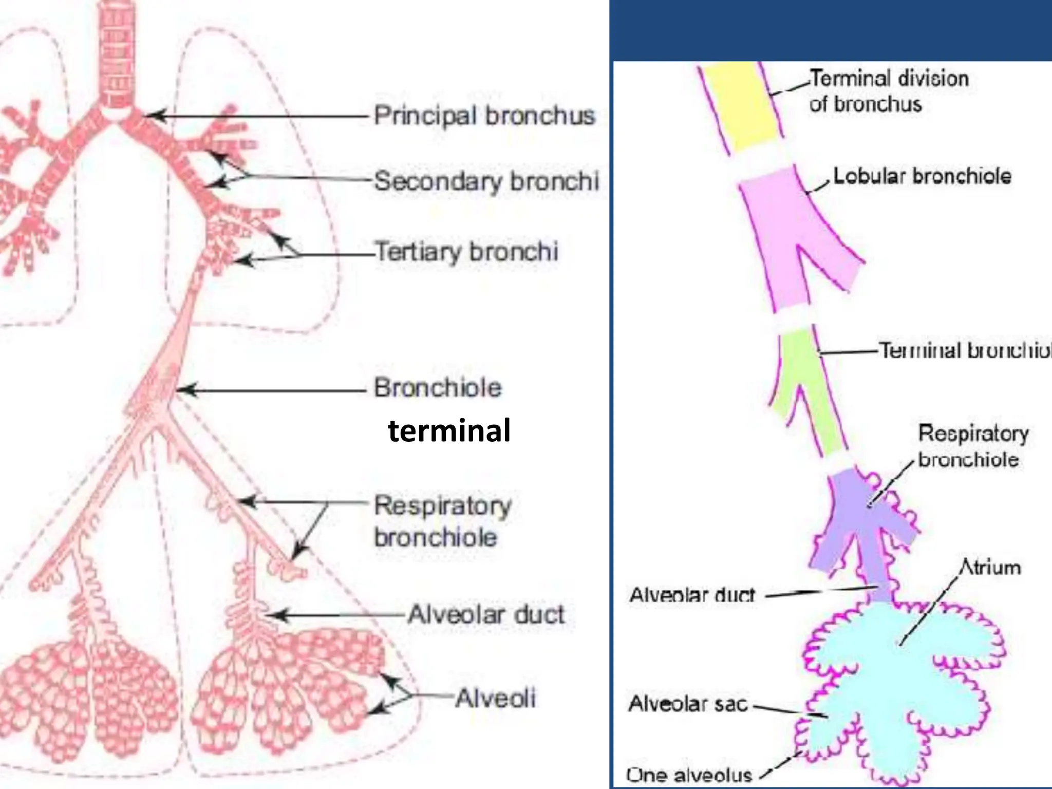 HISTOLOGY OF RESPIRATORY SYSTEM PART II.pptx