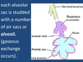 HISTOLOGY OF RESPIRATORY SYSTEM PART II.pptx