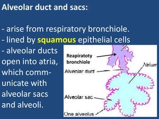 HISTOLOGY OF RESPIRATORY SYSTEM PART II.pptx