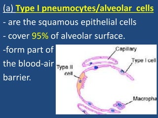 HISTOLOGY OF RESPIRATORY SYSTEM PART II.pptx