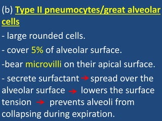 HISTOLOGY OF RESPIRATORY SYSTEM PART II.pptx