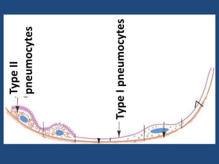 HISTOLOGY OF RESPIRATORY SYSTEM PART II.pptx