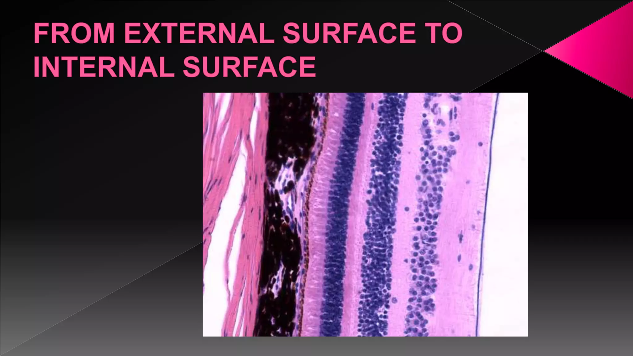 Histology of Retina | PPTX