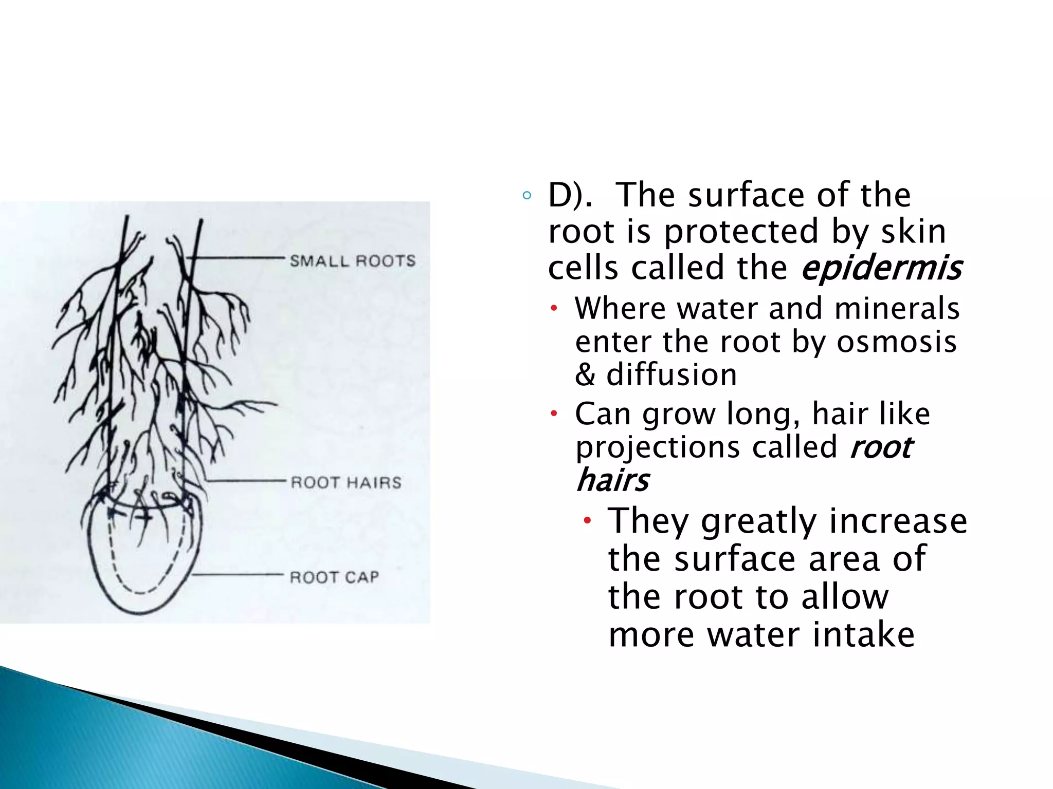 Histology of root,stem and leaf | PPTX