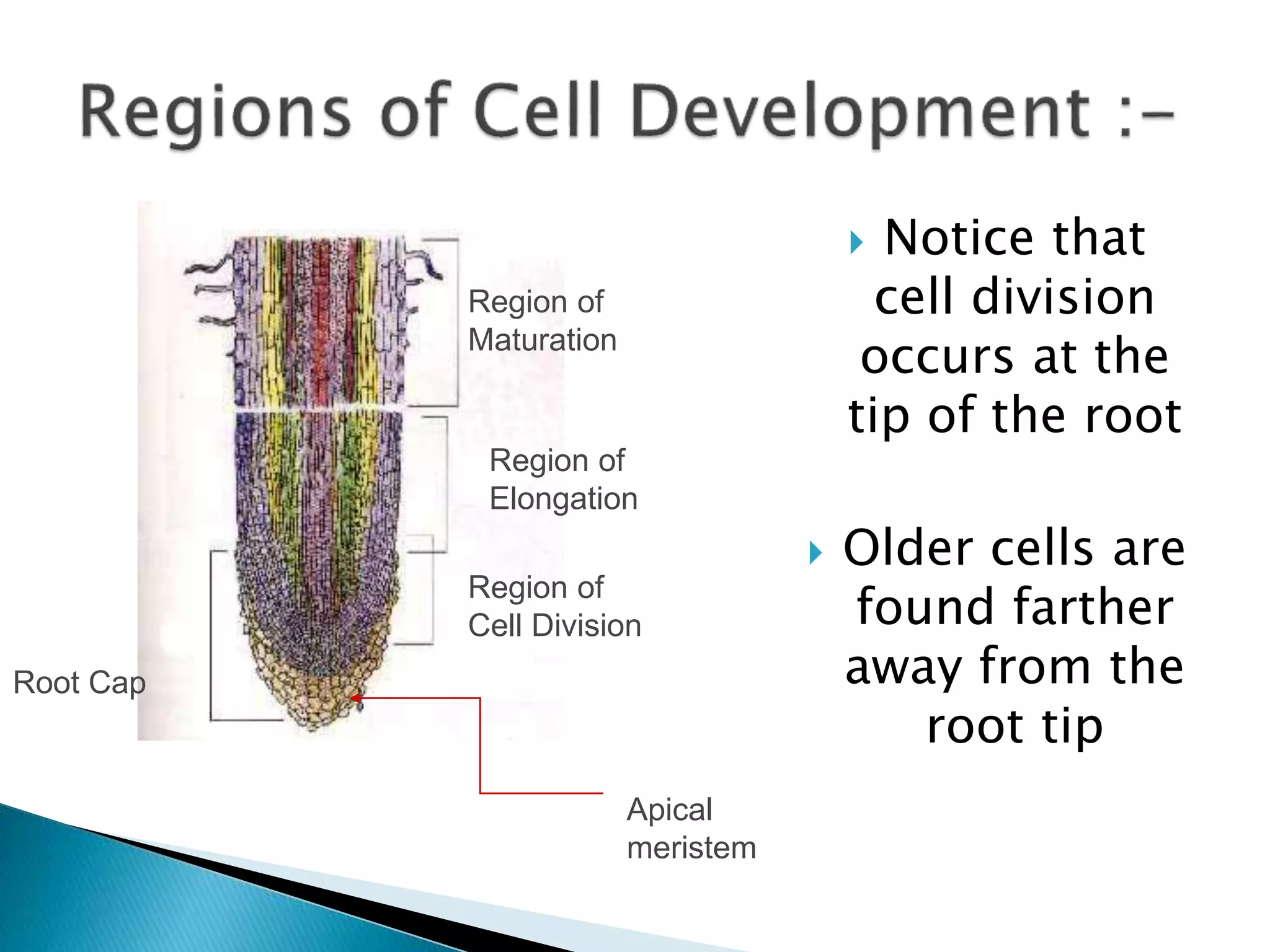 Histology of root,stem and leaf | PPTX