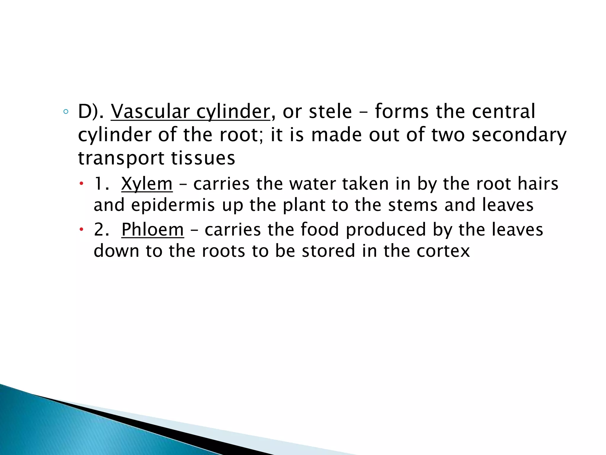 Histology of root,stem and leaf | PPTX